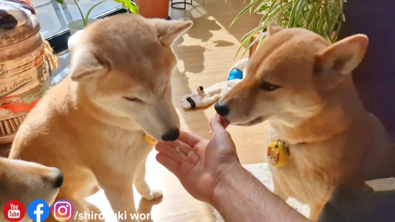 Suki eats her meds right from my hand! and Raya loves to try them too 😅 ...