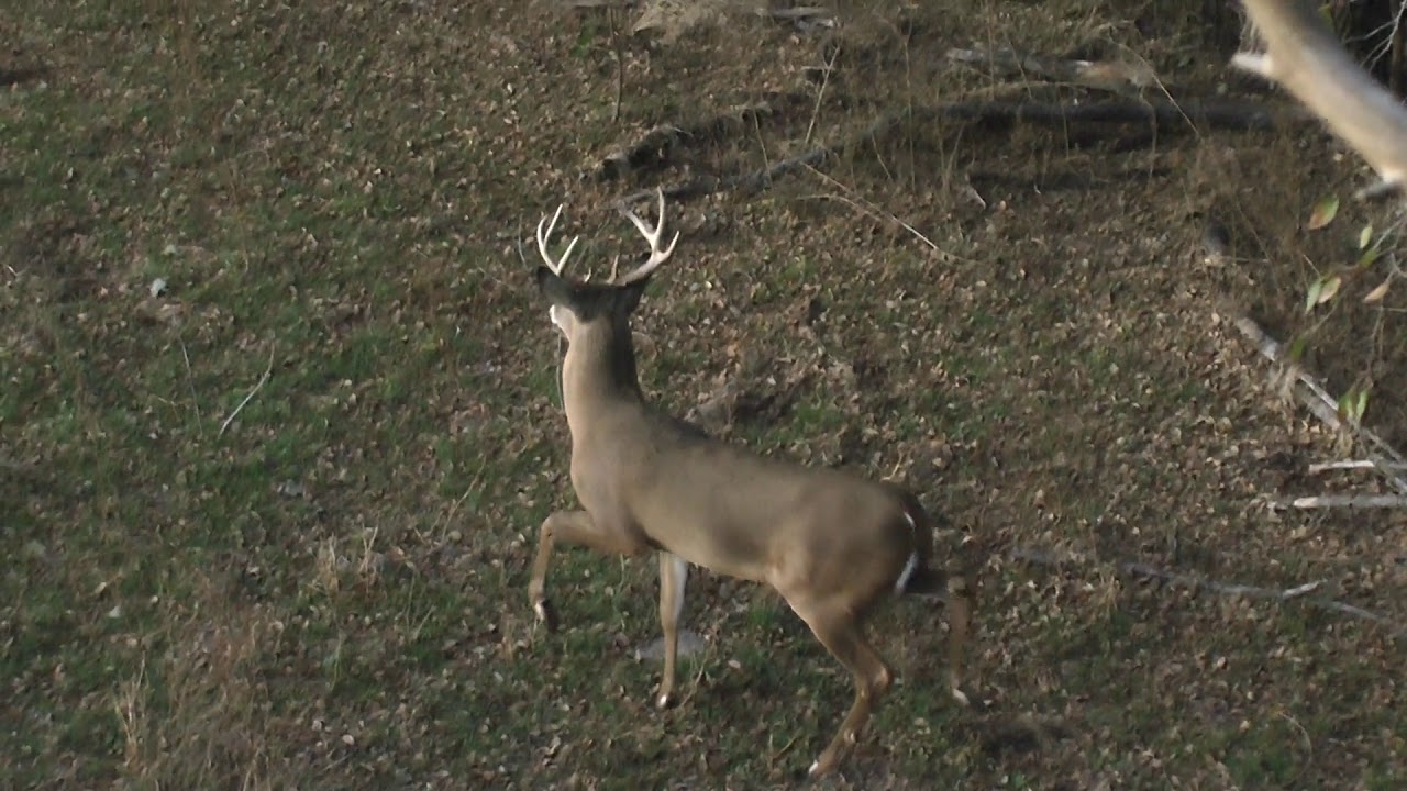 Kansas Bucks In Rut - YouTube