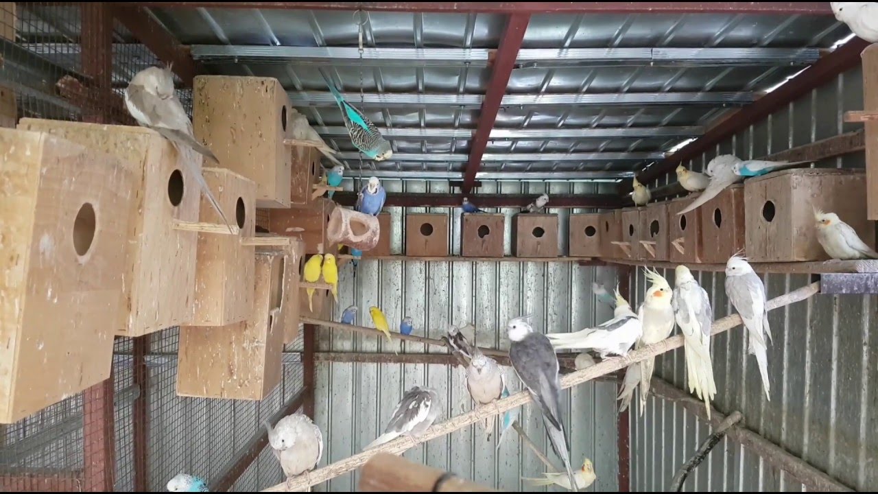 Parrot breeder Nelutu Rosu 2016 - YouTube