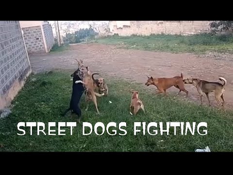 street dogs fighting - YouTube