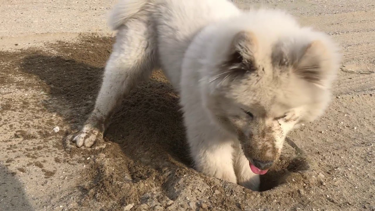 깁스한 다리 밑을 끝까지 땅굴파는 하루(사모예드,samoyed puppy`s endless digging;;;;) - YouTube