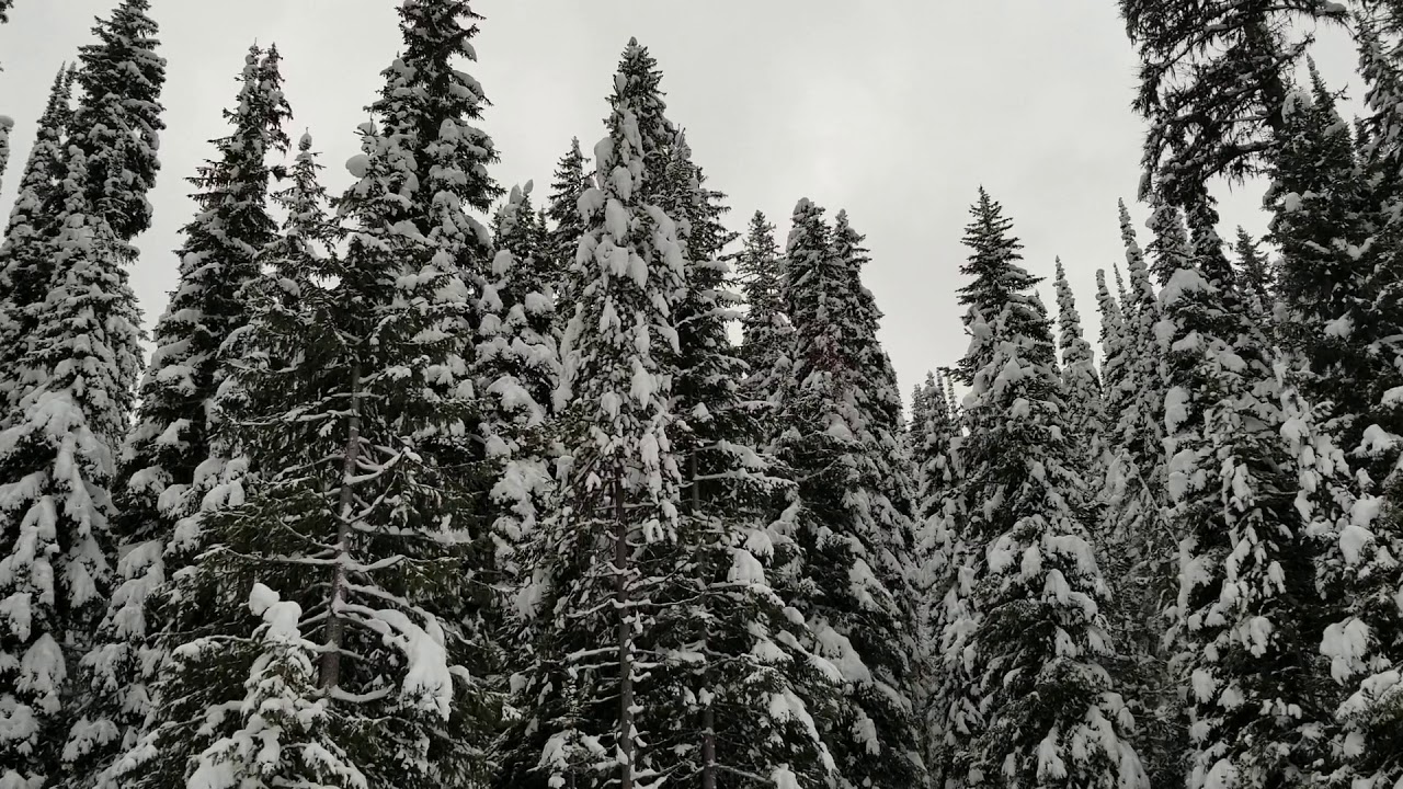 Snow dusted trees - YouTube