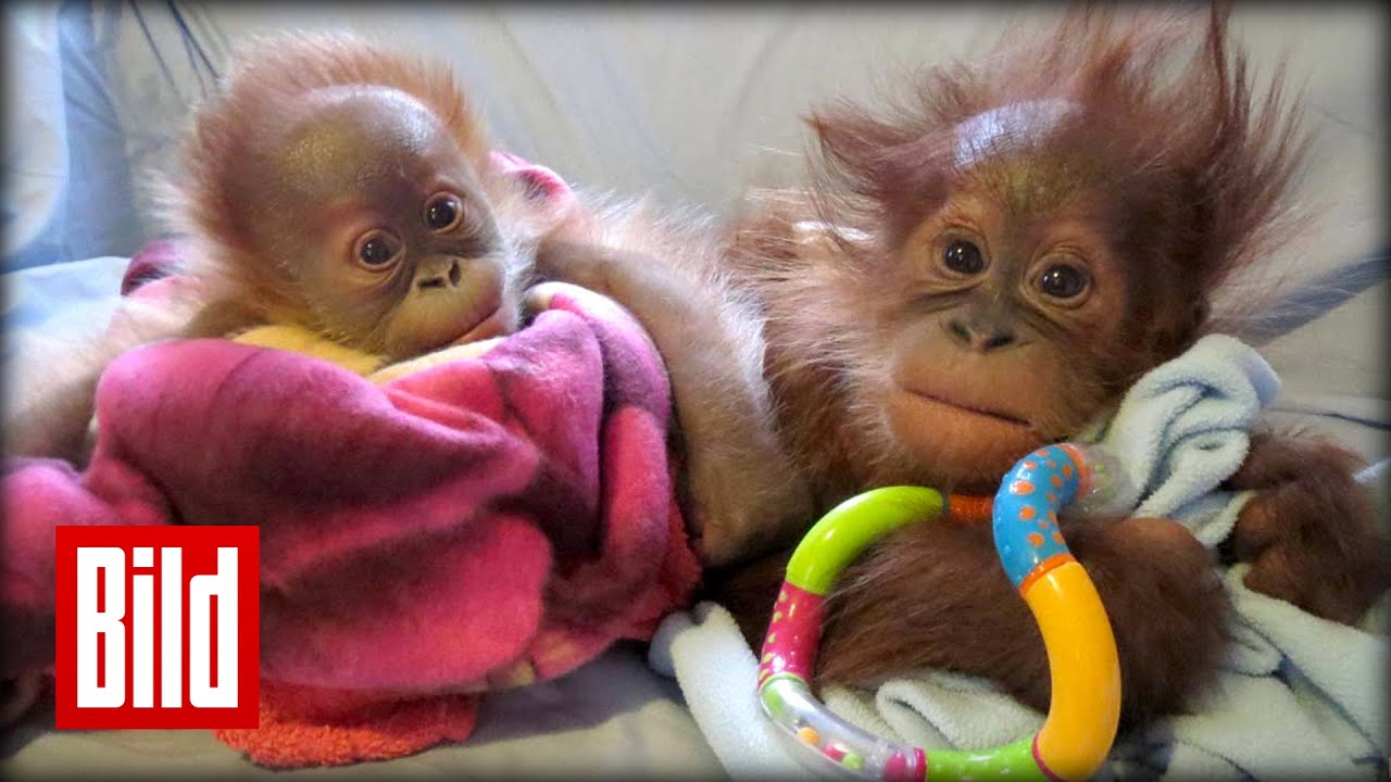 Rieke in England - Das ist ihr neuer Bruder (arrival at Monkey World ...