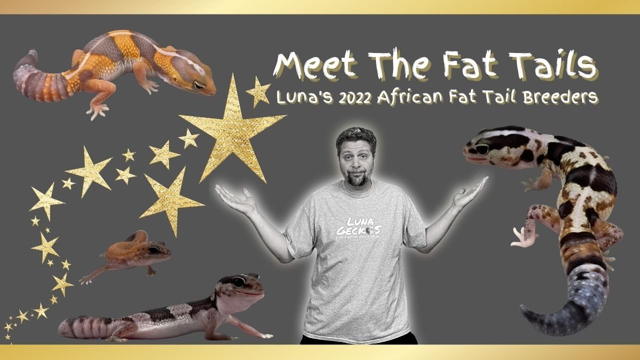 Meet The Fat Tails | Luna's 2022 African Fat Tail Breeders - YouTube