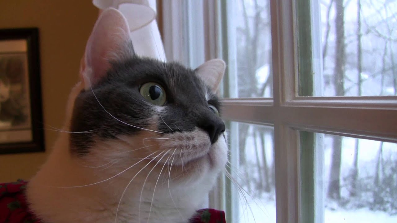 LEO THE CAT Watching Snow ~ With Christmas Music - YouTube