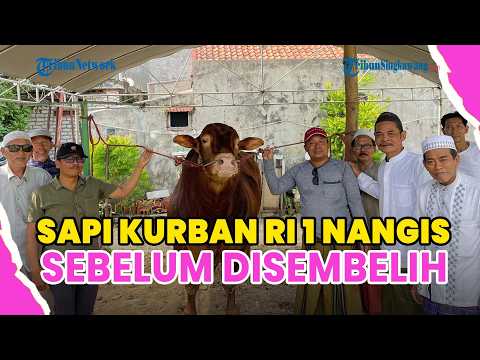 ®️🔴 MOMEN SAPI KURBAN PRABOWO MENANGIS SEBELUM DISEMBELIH DI BANGKALAN❗BERPISAH DENGAN SANG PEMILIK