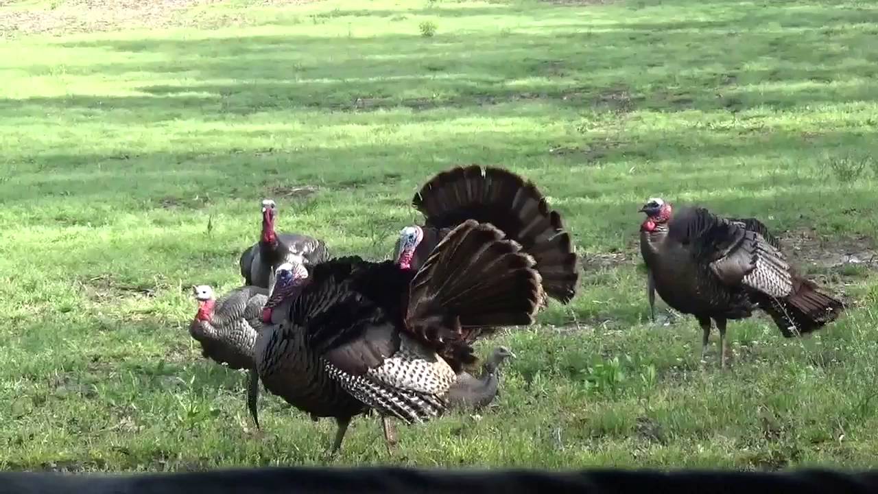 GREAT FOOTAGE! 6 TOMS! 2016 Indiana Turkey Hunt - YouTube