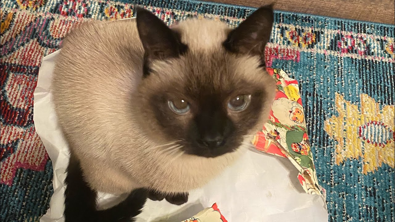 Senior Siamese Cat Max’s Playtime - YouTube