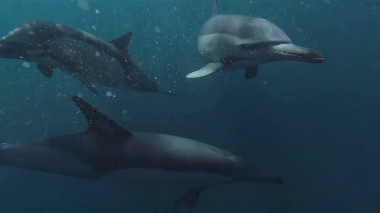 The most amazing and beautiful dolphin shots and dazzling movements ...