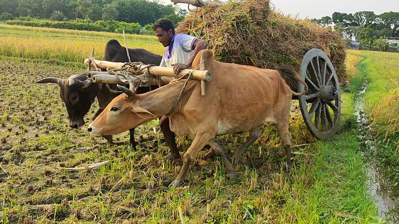 Bullock cart loaded with paddy from water // Bullock Cart Heavy Load ...