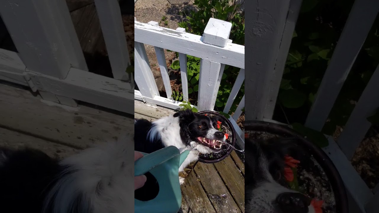 pog dog rocky is pogging?? - YouTube