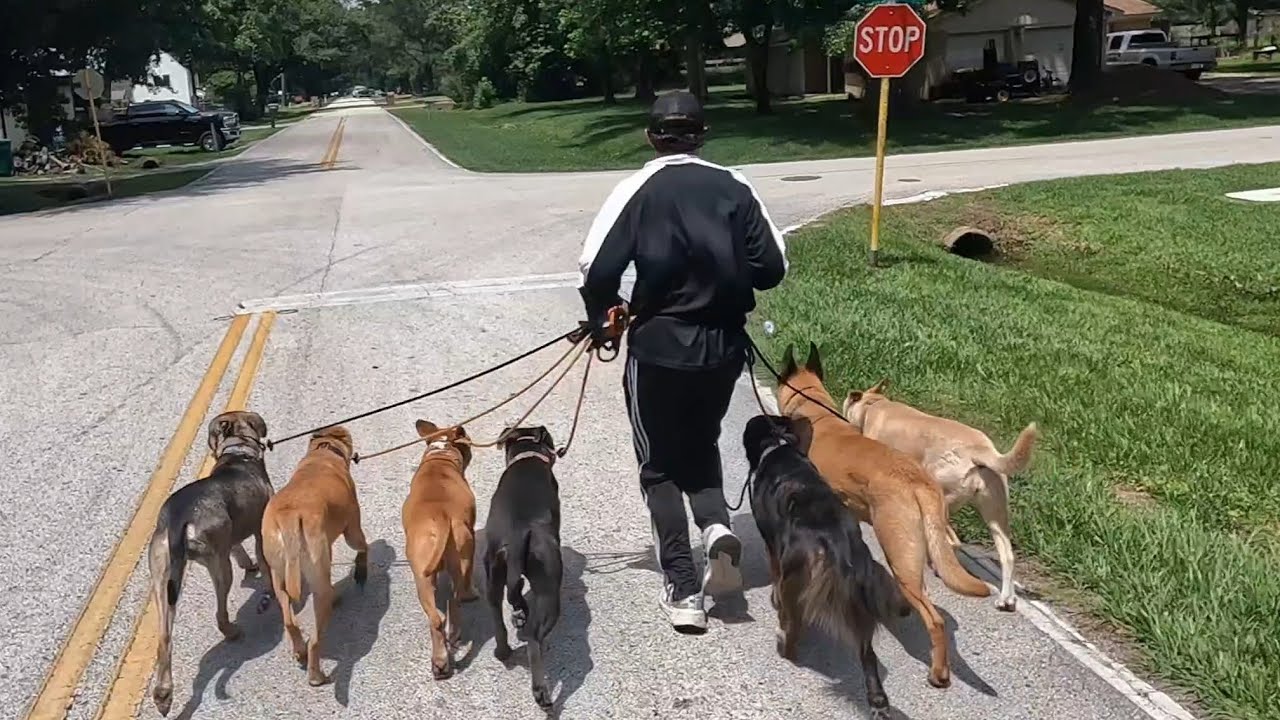 Come and join the pack of 7 dogs & I for a 1 mile run. (raw & unedited ...