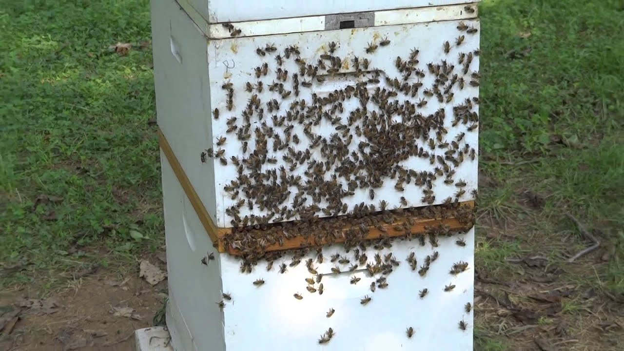 Queen Rearing via Cloake Board Method - YouTube