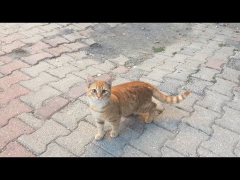 Feral Cats 🐈 🐱 Yellow Cat attacks Lovely Ginger Cat 🐱 🧡💛 - YouTube