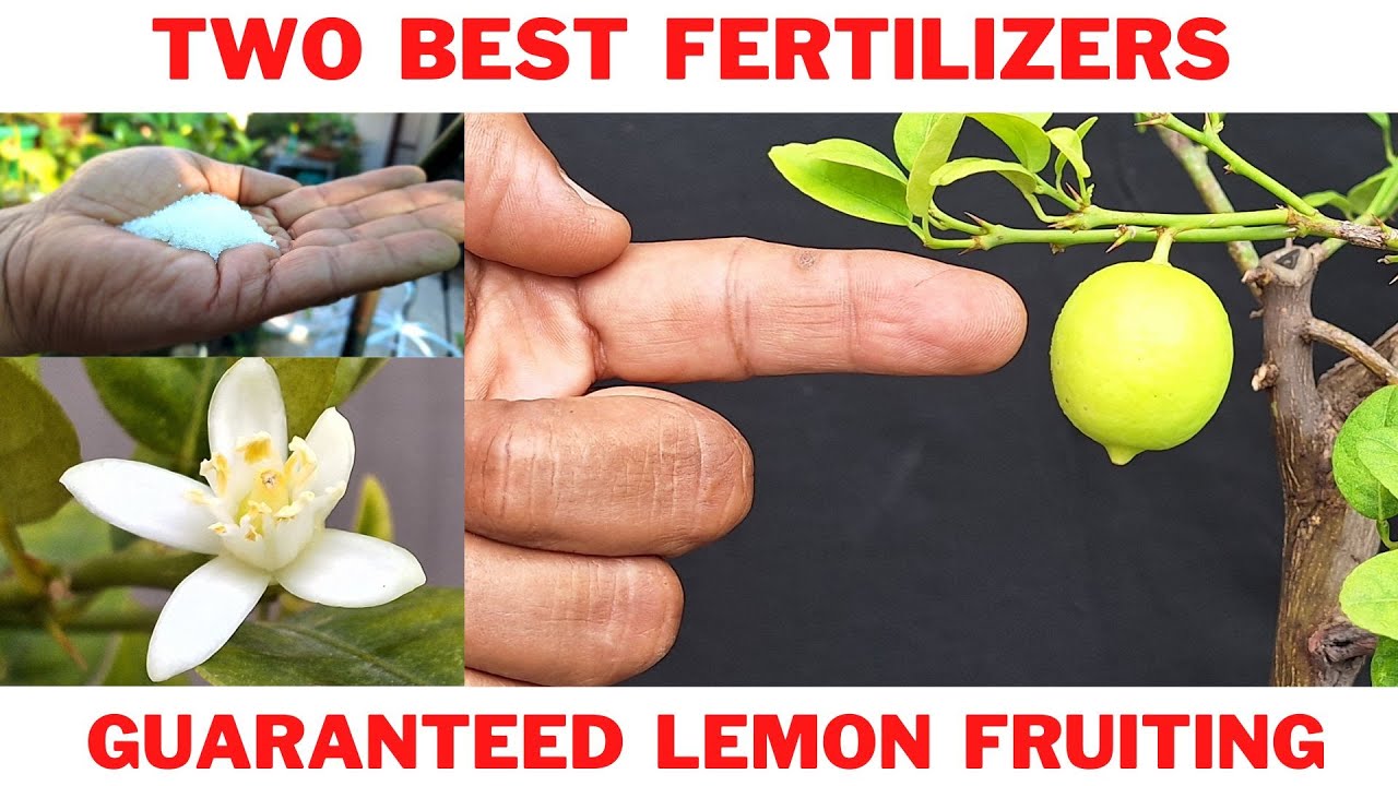 Best Fertilizer for Lemon Flowering and Fruiting / How to Grow Lemon ...