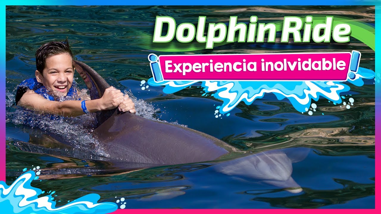 Interacción con delfines: Dolphin Ride l Delphinus - YouTube