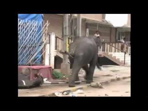 Deadly elephant rampage elephants run amok in the streets of southern ...