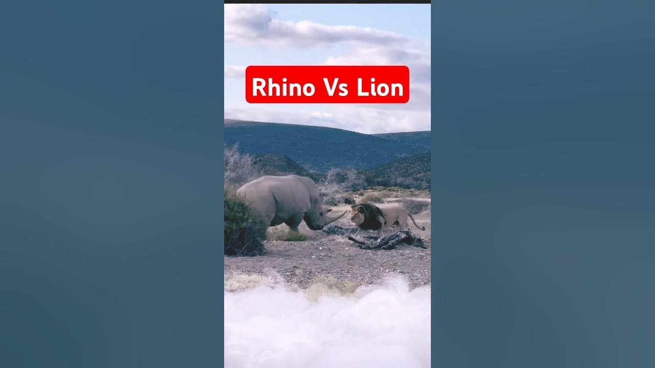 Lion vs Rhino - YouTube