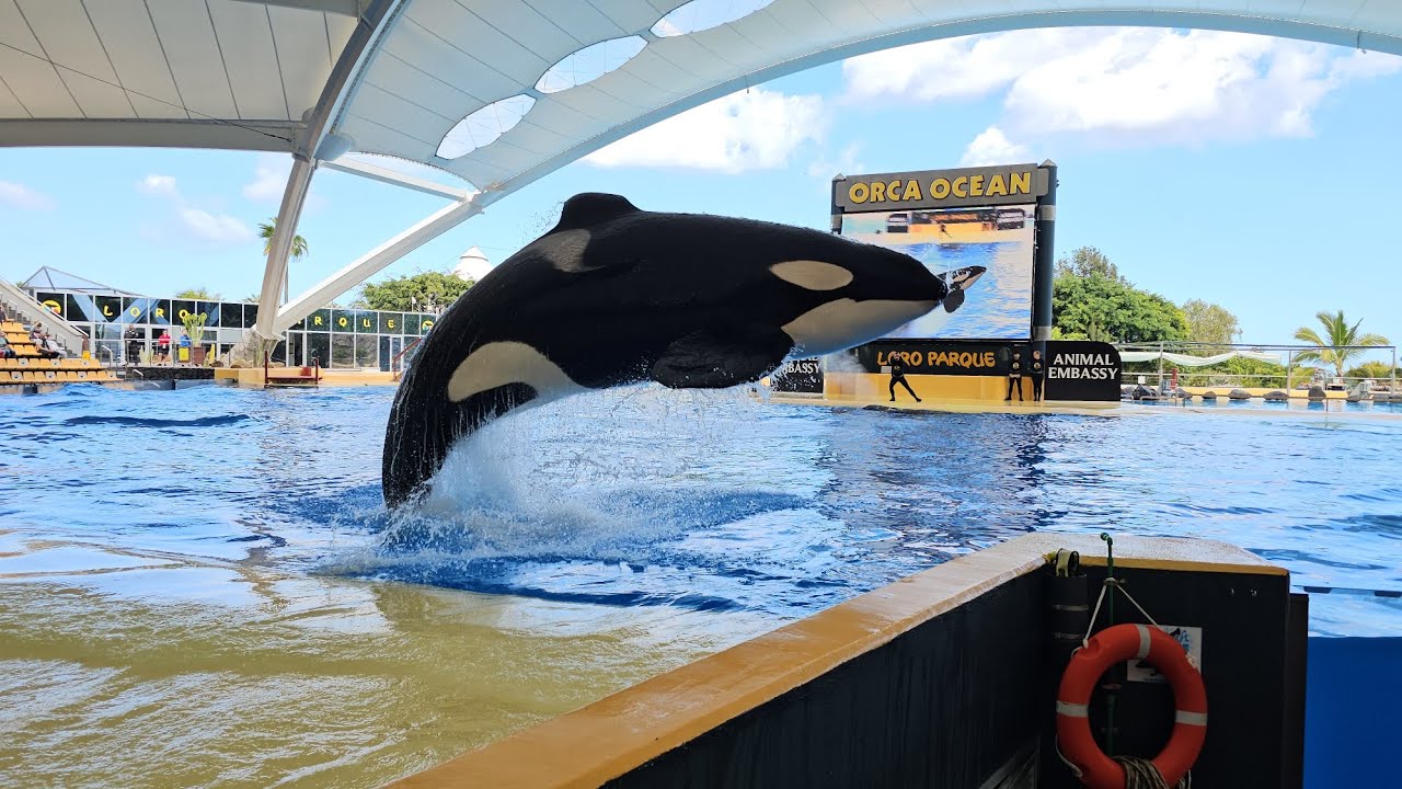 Keto, Tekoa & Adán 💕 OrcaOcean, Loro Parque, 02.03.2024 - YouTube