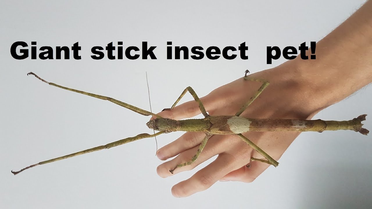 Giant Stick Insect