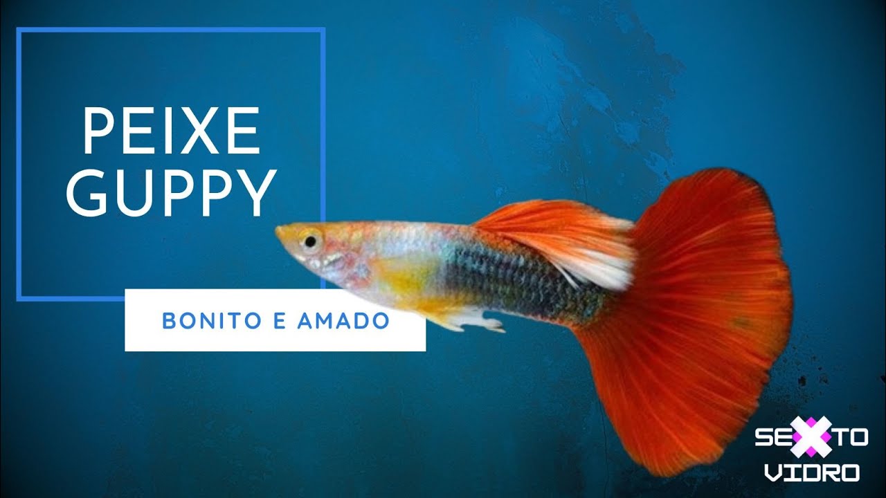 CONHECENDO O PEIXE GUPPY - YouTube