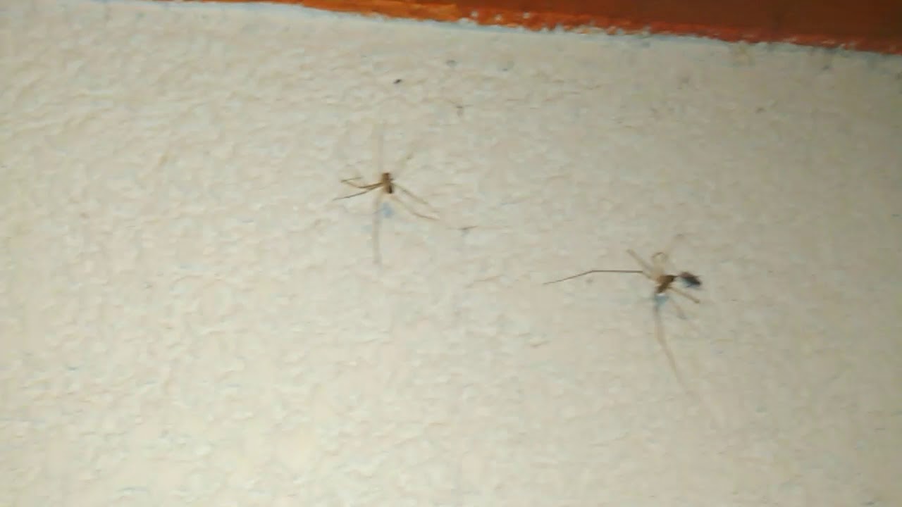 Pelea de araña vs araña patona "pelea epica por su alimento" (una mosca ...