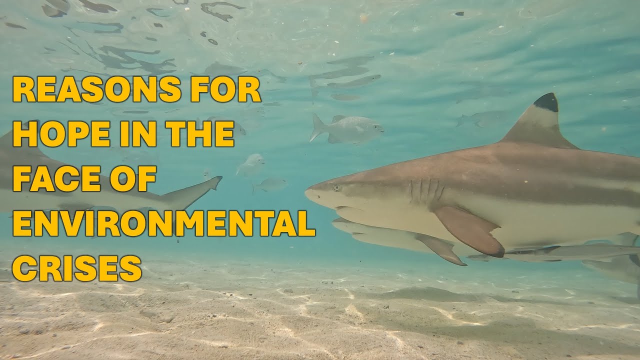 Reasons for hope in the face of the global environmental crisis - YouTube