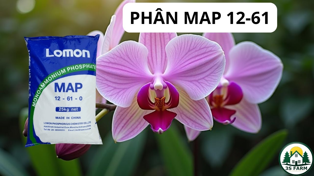 Phân MAP 12-61 - Siêu Lân Kích Hoa, Thúc Đẩy Mầm Hoa Ra Đều Đồng Loạt ...