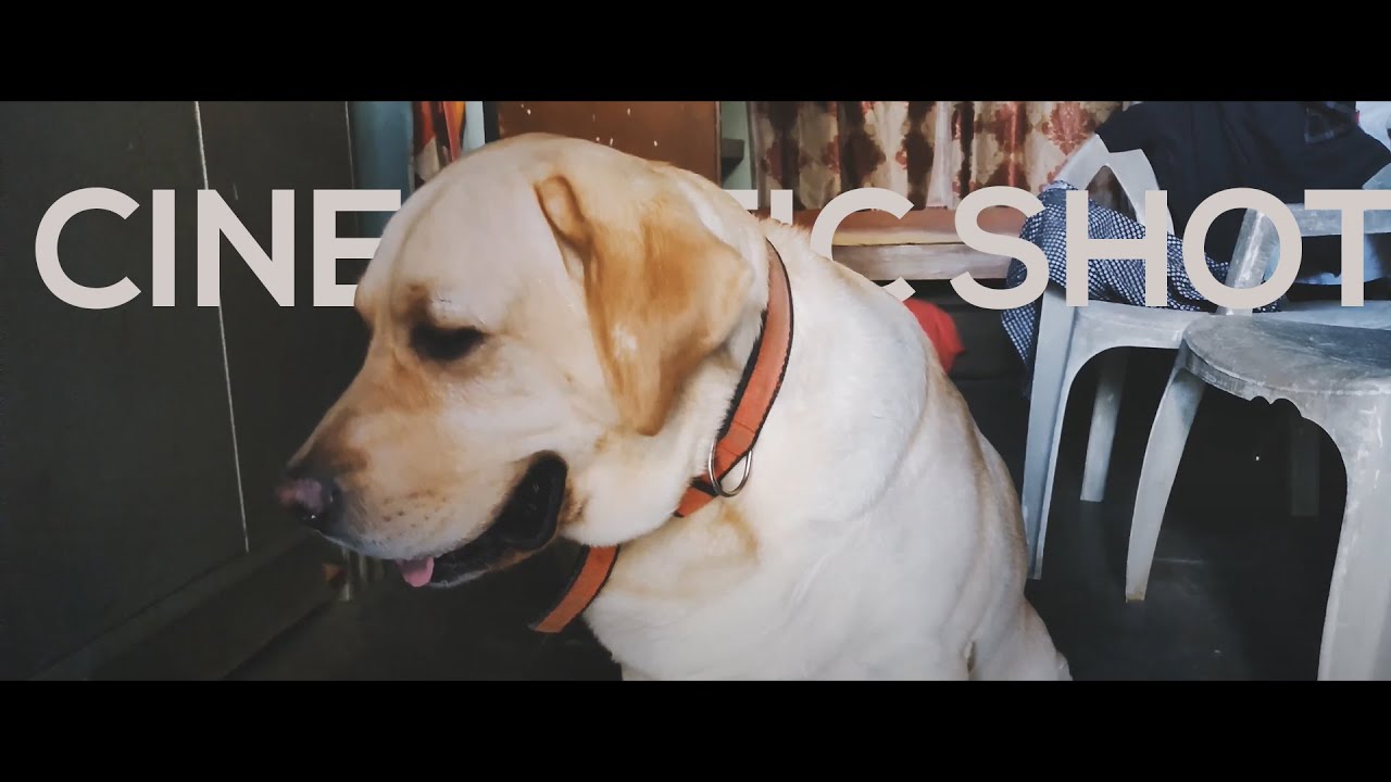 Maxx | Labrador | Cinematic Look - YouTube