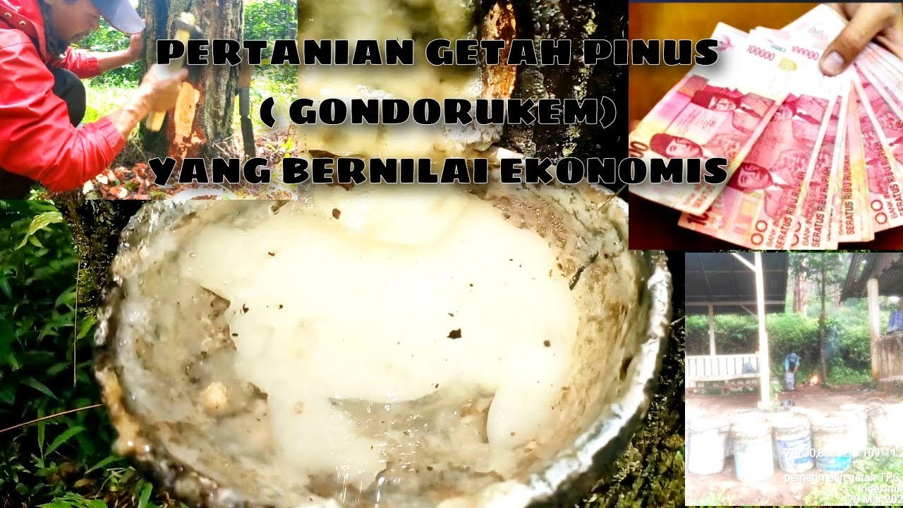 proses pertanian gondorukem . Getah pinus - YouTube