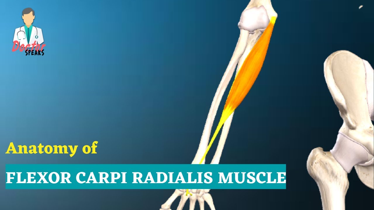 Flexor Carpi Radialis Muscle Anatomy | Superficial Muscle of Anterior ...