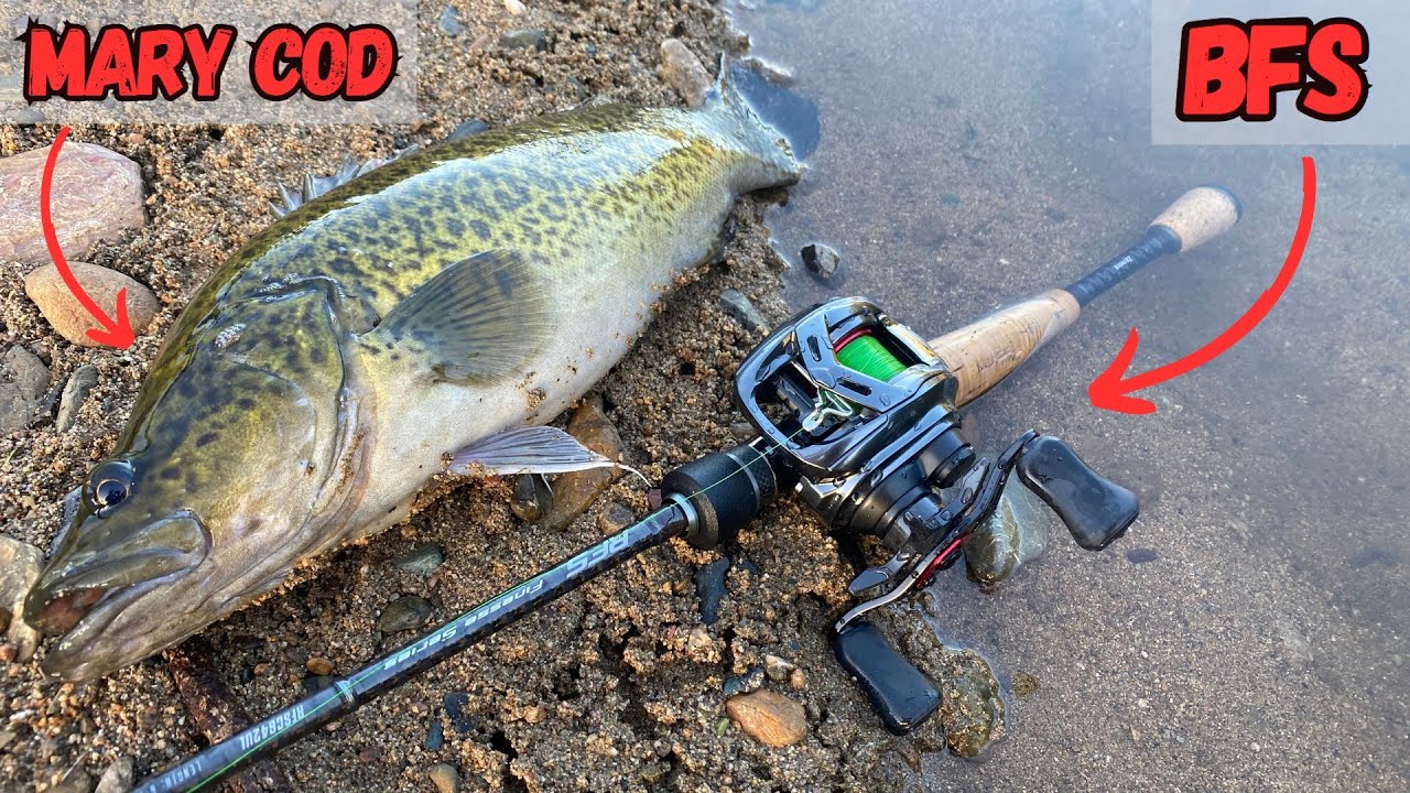 Mary River Cod on BFS - YouTube