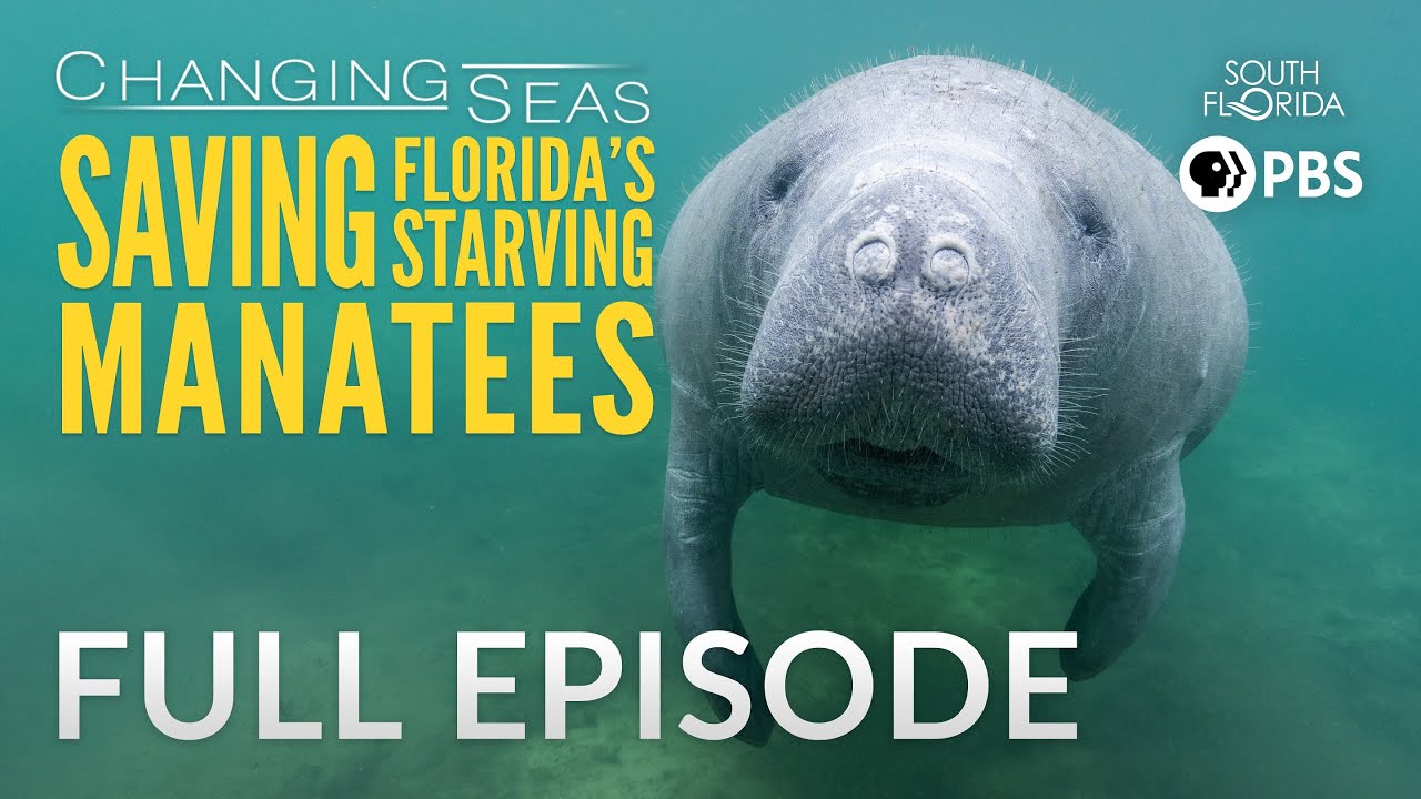 Saving Florida's Starving Manatees - Full Episode - YouTube