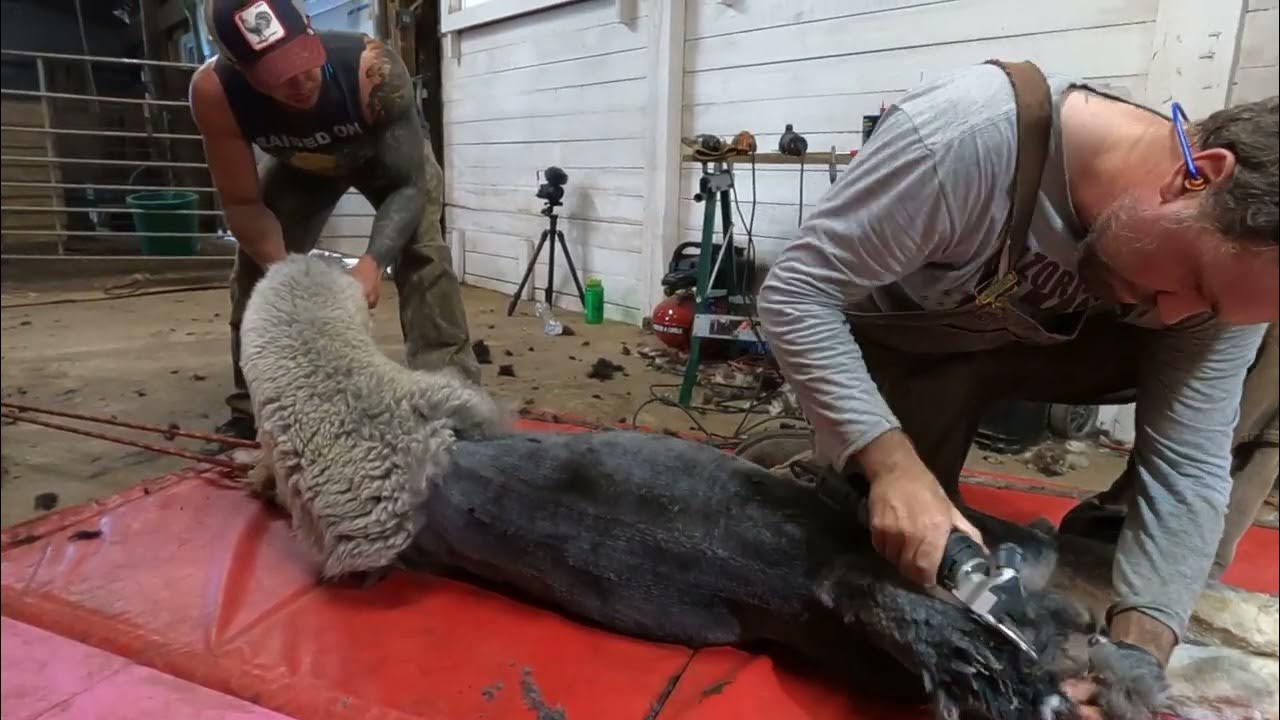 Alpaca Shearing - start to finish - Calm and professional. - YouTube