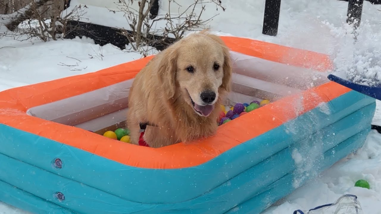 Golden Celebrates Birthday With Ball Pit In The Snow - YouTube