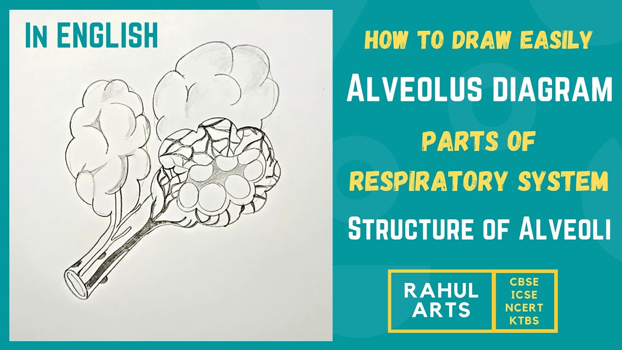 How to draw Alveolus diagram Easily Step by Step in ENGLISH : Parts of ...