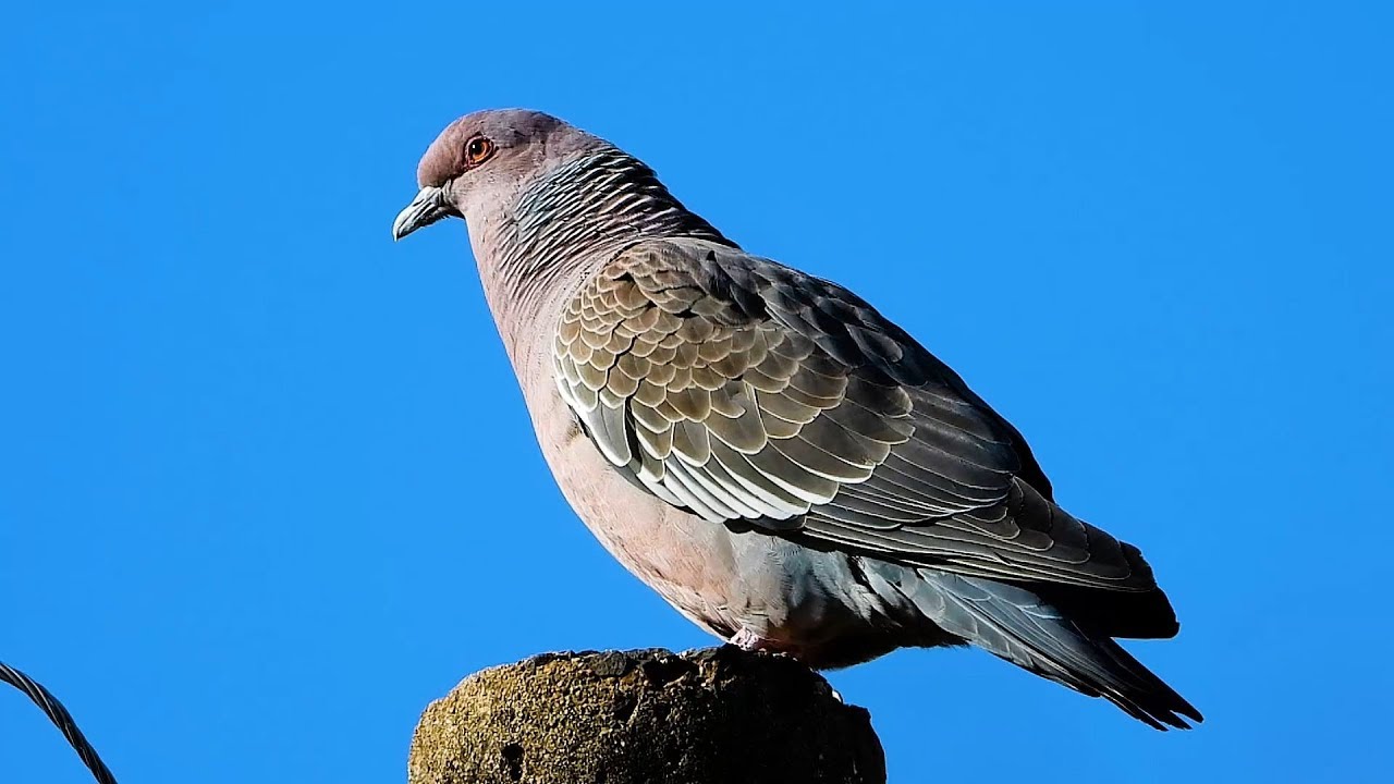 CANTO da POMBA-ASA-BRANCA, POMBA-CARIJÓ (PATAGIOENAS PICAZURO ...