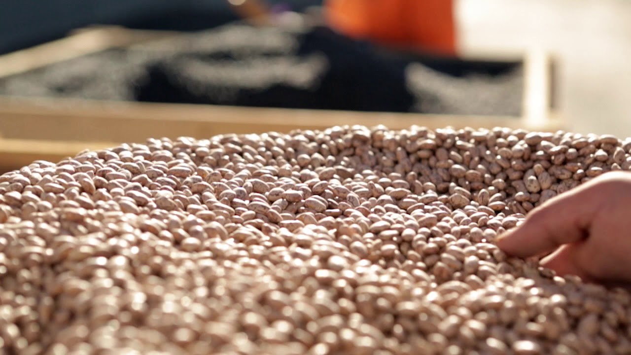 Taco Time NW - Local Sourcing Pinto Beans - YouTube