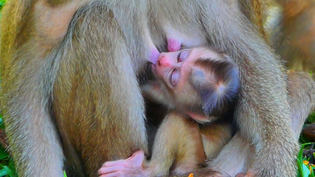 Really love newborn baby monkey getting fresh milk from mom Libby until ...