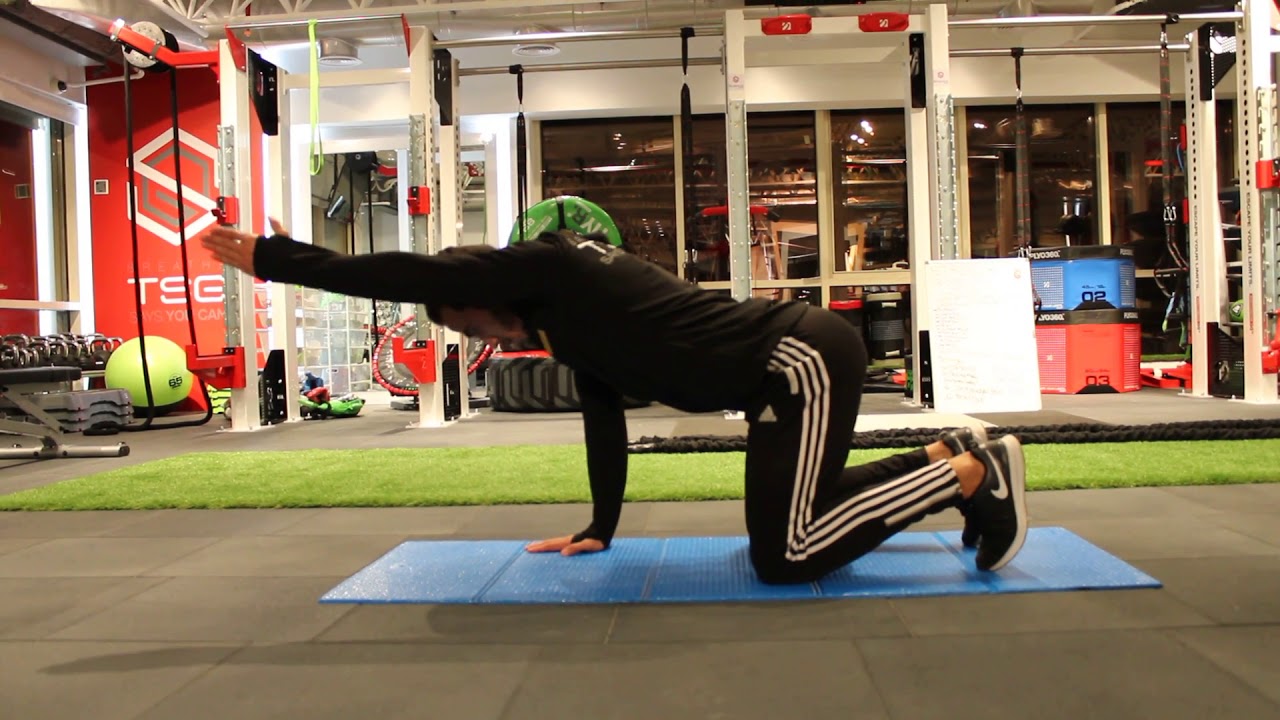 The Science Gym Exercise - Quadruped One Arm Reach - YouTube