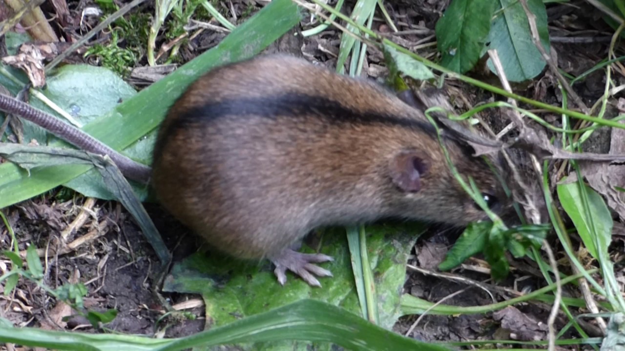 MYSZ POLNA (Apodemus agrarius) 07.2017 r. Beskid Mały - YouTube