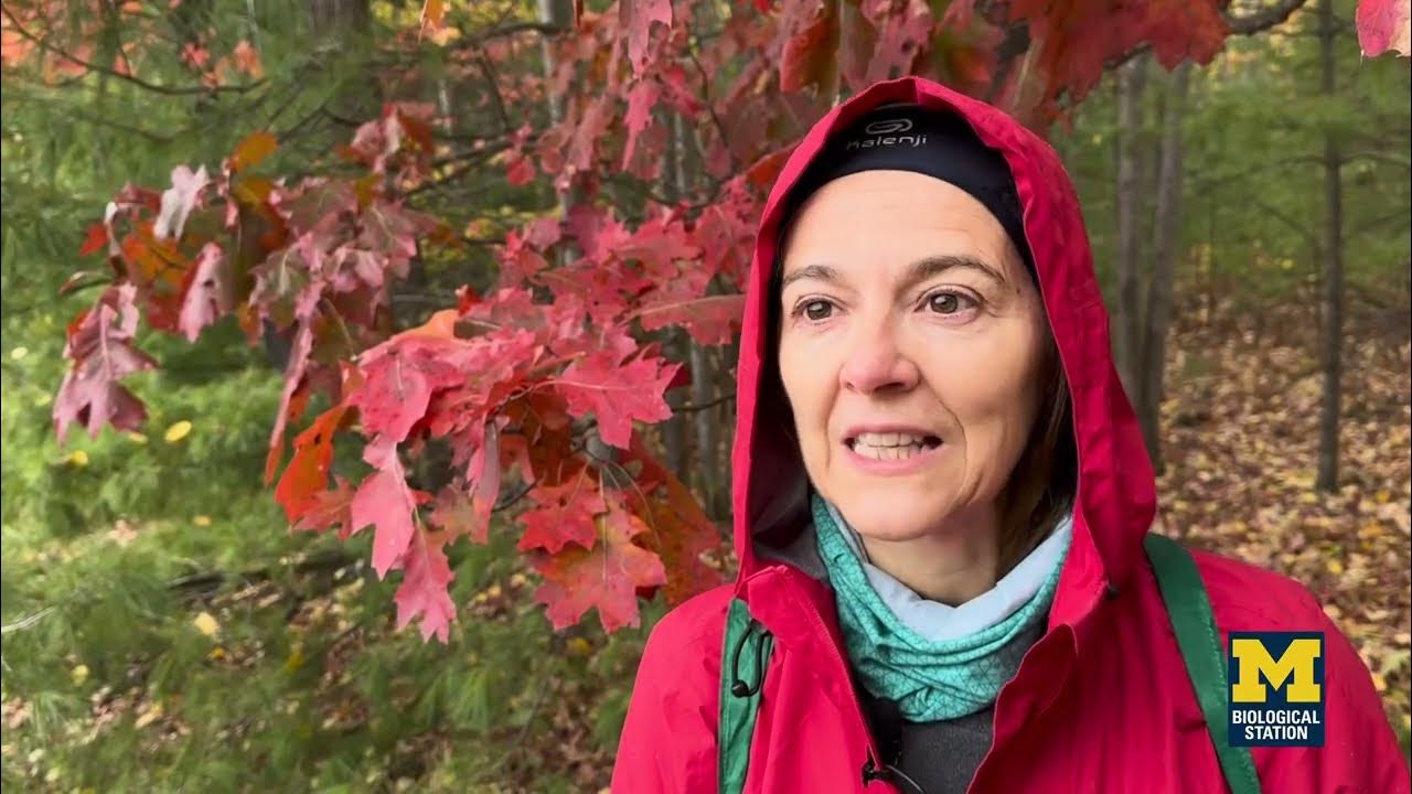 Fall Colors Peak as Researchers Study Seasonal Transitions and Climate ...