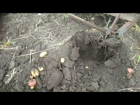 Китайский мини трактор копает картошку.