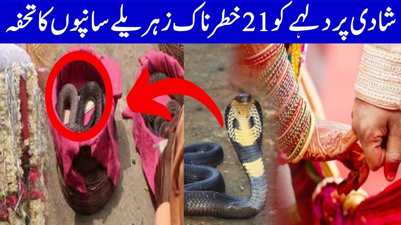 The gift of 21 poisonous snakes to the bridegroom at the wedding # ...