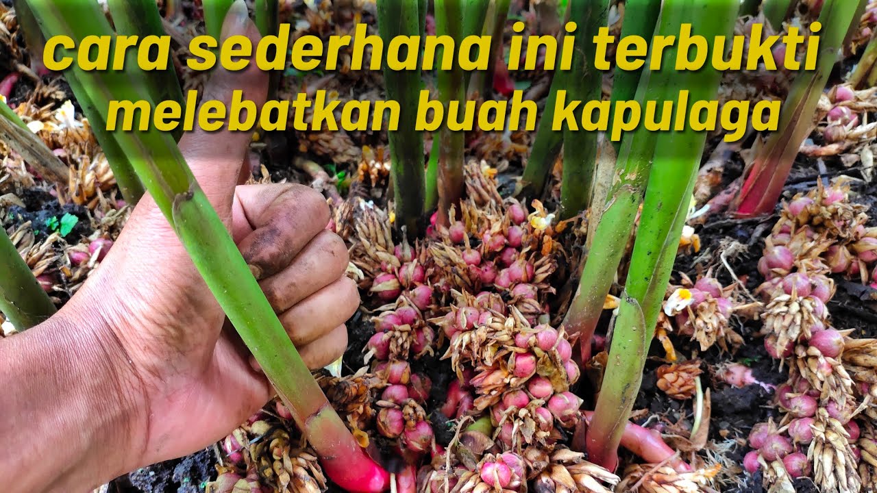 cara sederhana melebatkan buah kapulaga - YouTube