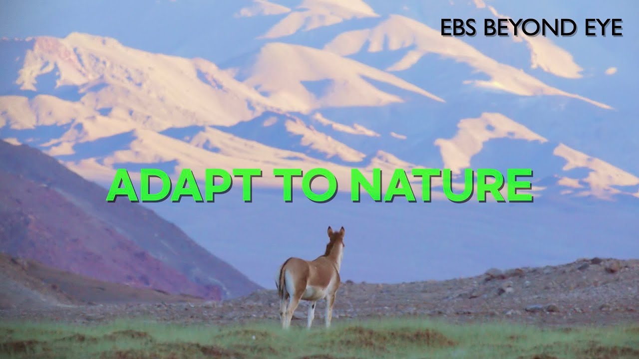 Organisms Adapting to the Nature | EBS Nature Documentary | Documprime ...