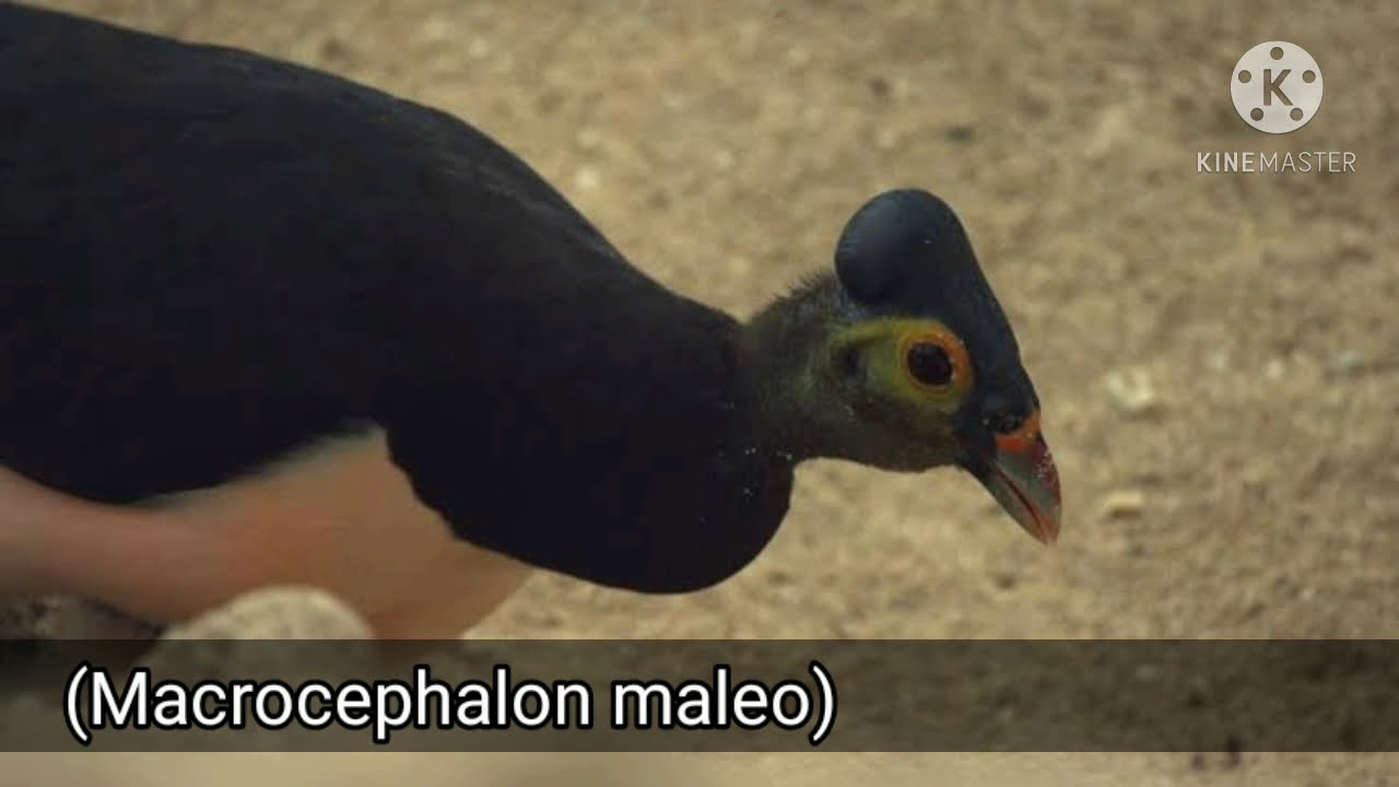 Talegalo maleo (Macrocephalon maleo)-El ave que incuba sus huevos como ...