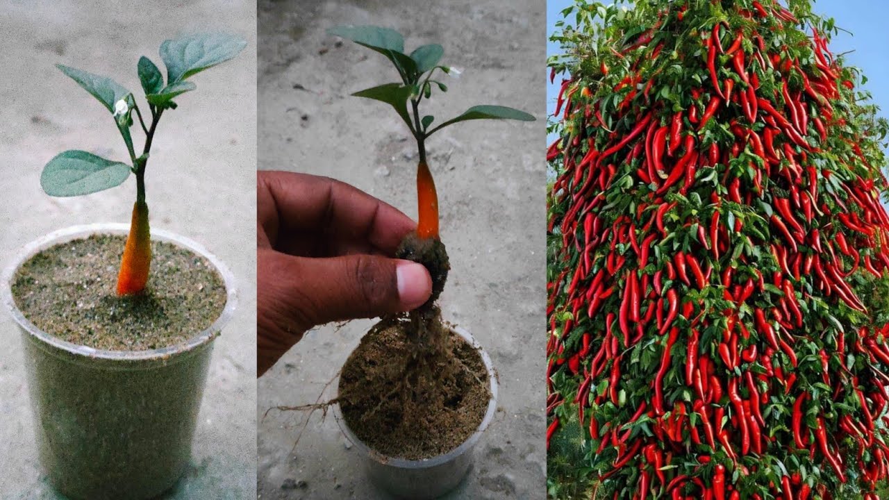 Simple method propagate chili tree with plastic glass || how to grow ...