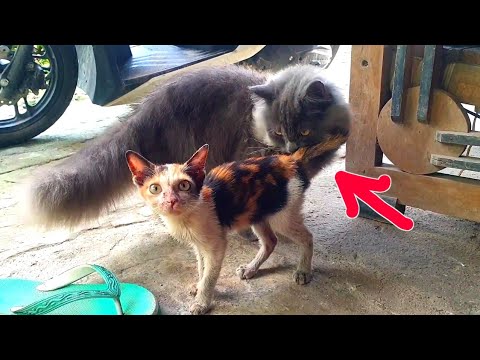 KUCING BESAR MENCIUM SILITNYA KUCING KECIL SAMBIL MEONG MEONG - YouTube