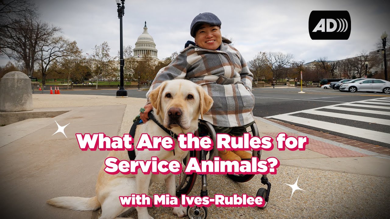 [AD] What Are the Rules for Service Animals? - YouTube